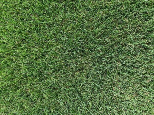 The Pros and Cons of a Reinforced Grass Driveway for Parking - Sod Crew ...